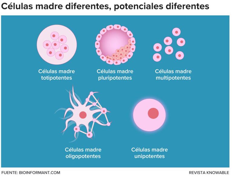 Las células madre menstruales: una revolución en la medicina regenerativa